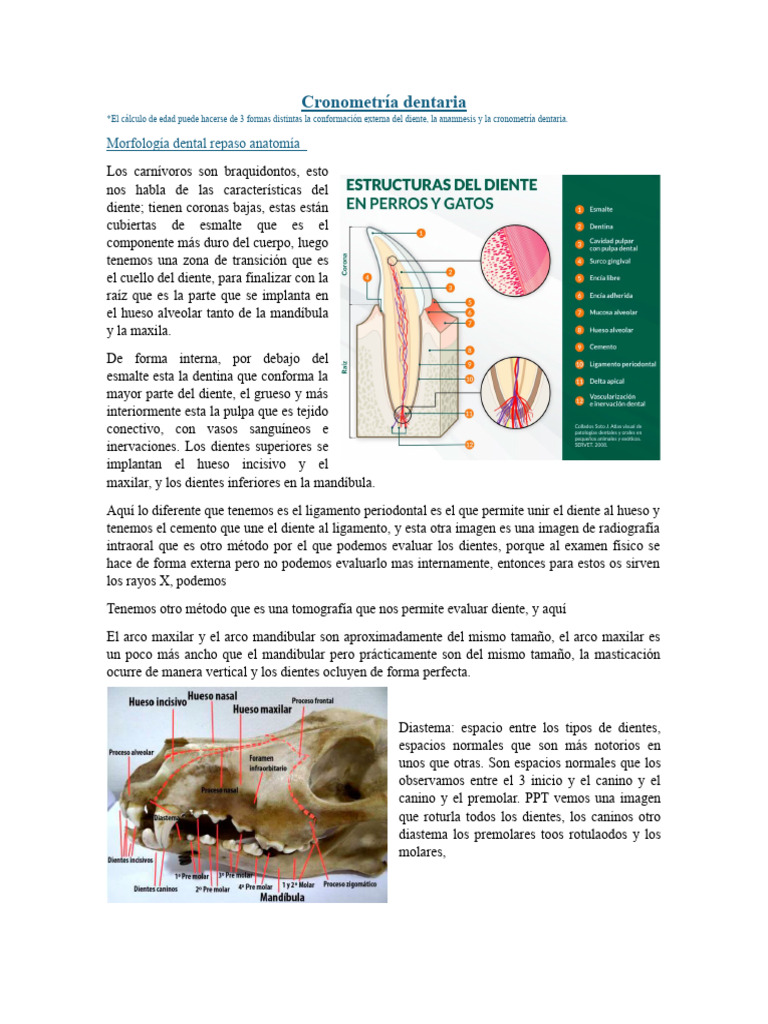 Clase N°2.a - Cronometria Dentaria | Descargar gratis PDF | Diente | Boca