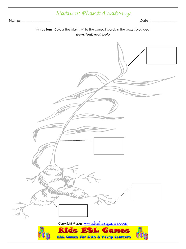 Nature Plant - Anatomy - Worksheet | PDF