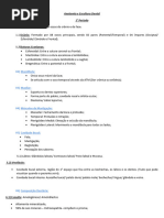 Características da Linha Equatorial Dental | PDF | Dente humano | Anatomia