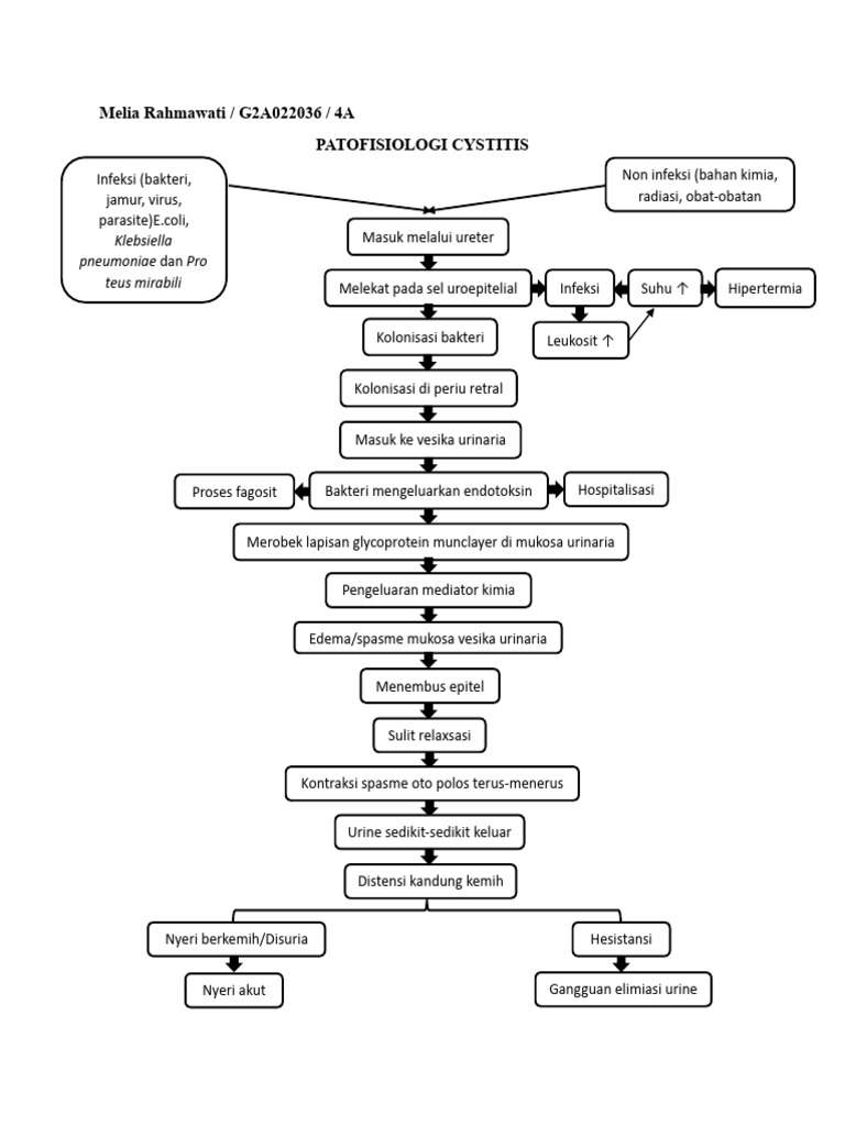 Patofisiologi Cystitis | PDF
