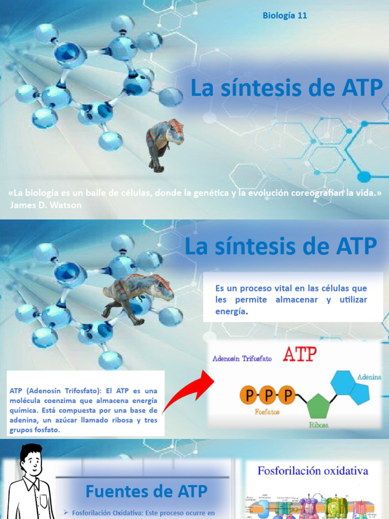 Síntesis y Funciones del ATP en Células | PDF
