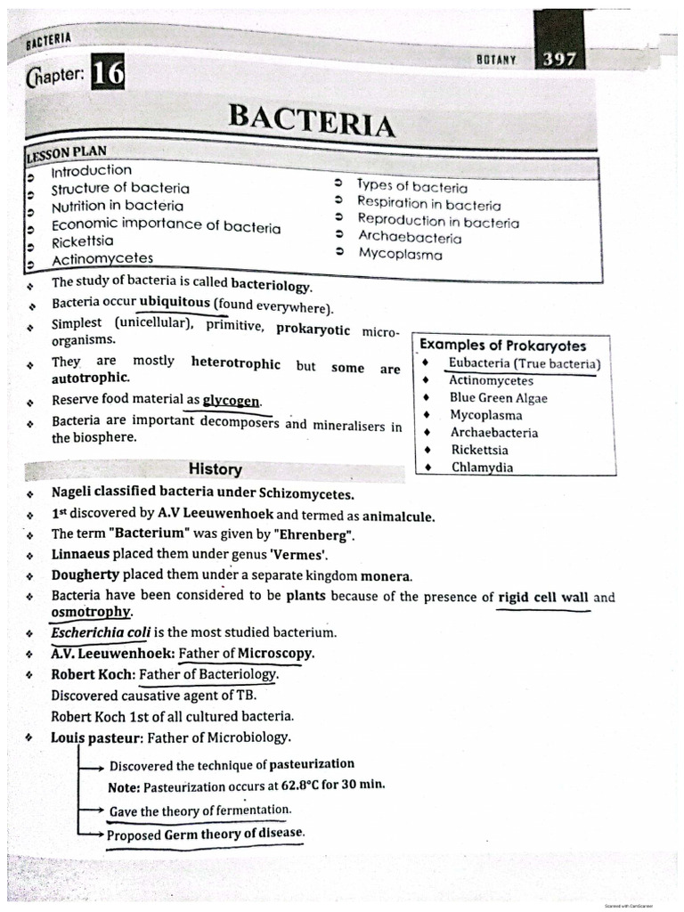 Bacteria | PDF