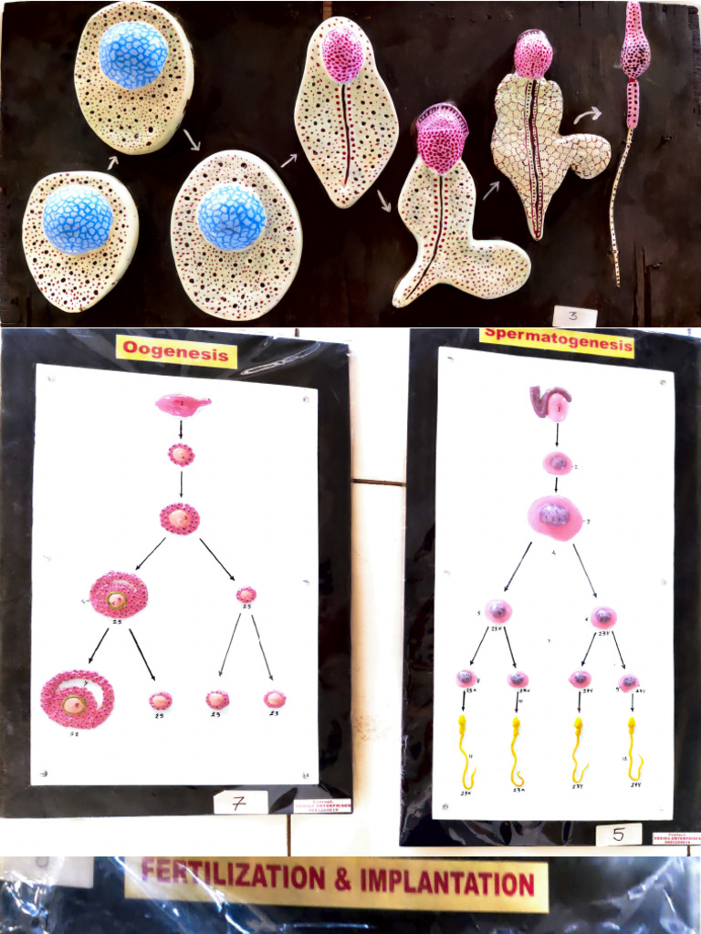 Embryology Models-1 2 | PDF