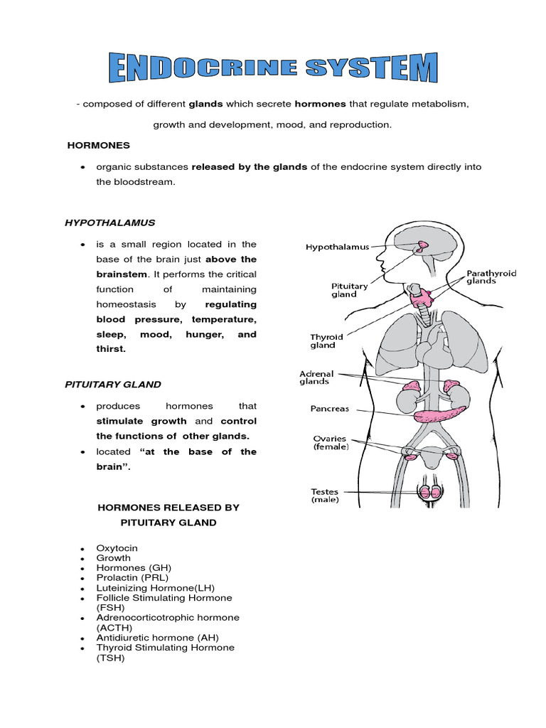 Endocrine System Reviewer | Download Free PDF | Luteinizing Hormone | Menstrual Cycle