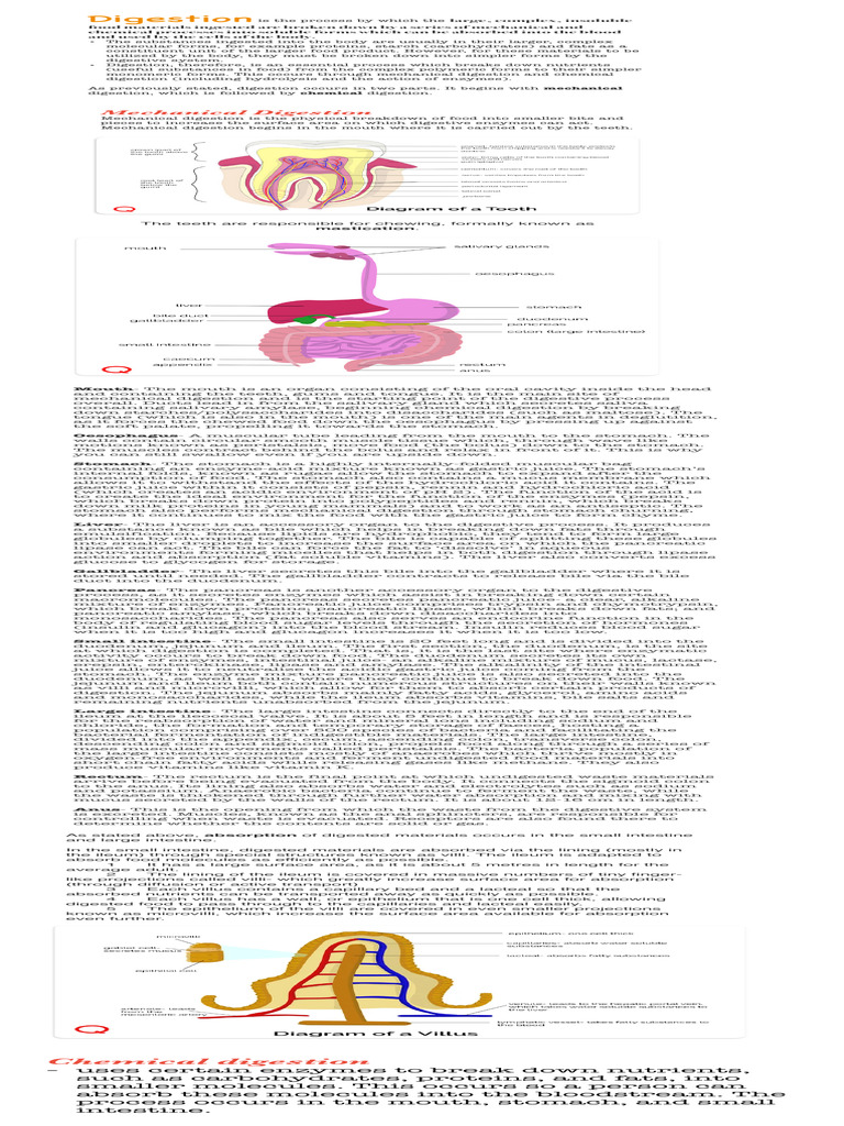Disgestion | PDF | Digestion | Pancreas