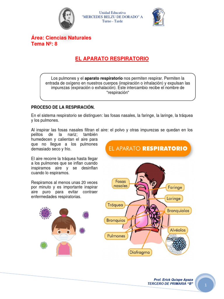 Cs Nat - 8 EL SISTEMA RESPIRATORIO | PDF | Pulmón | Sistema respiratorio
