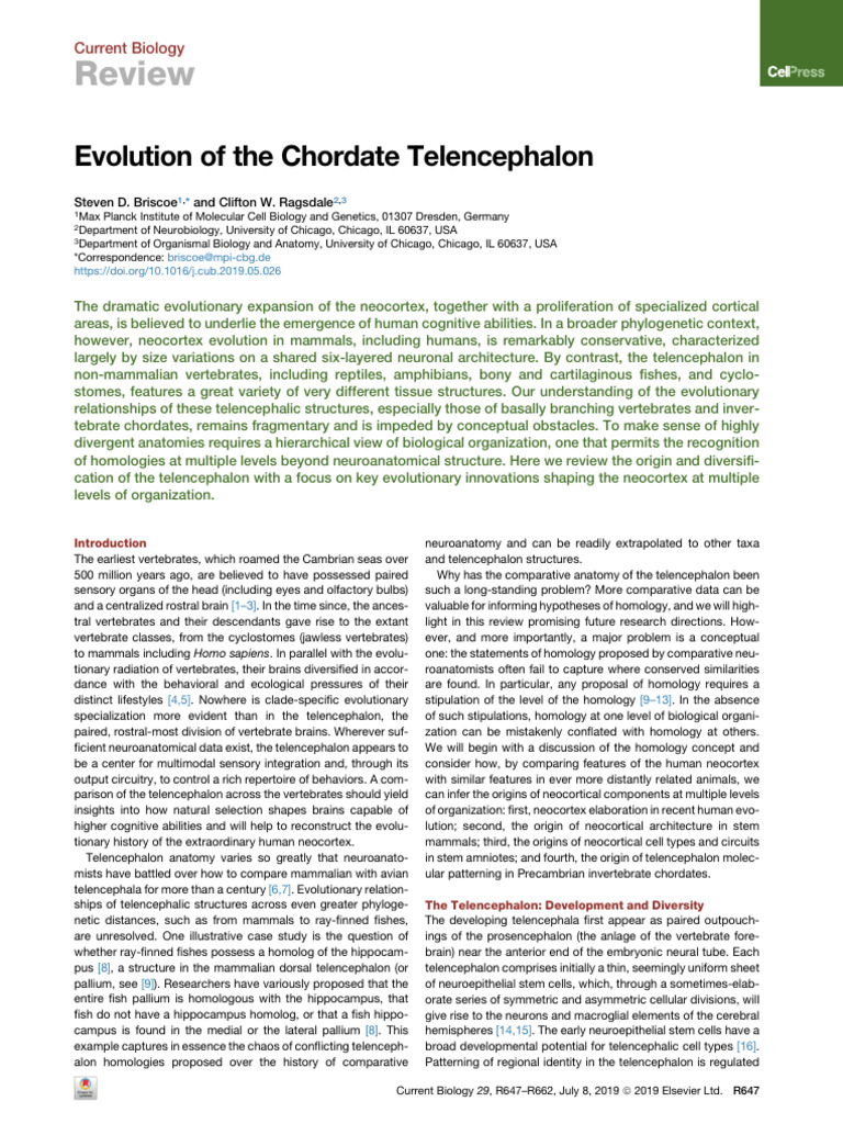Chordate Brain Evolution Insights | PDF | Neocortex | Cerebrum