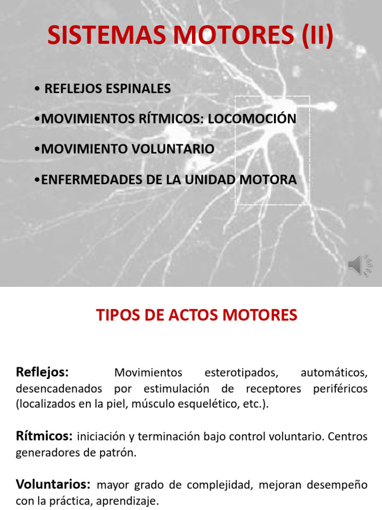sistemas motores 2 | PDF | Músculo | Neurona