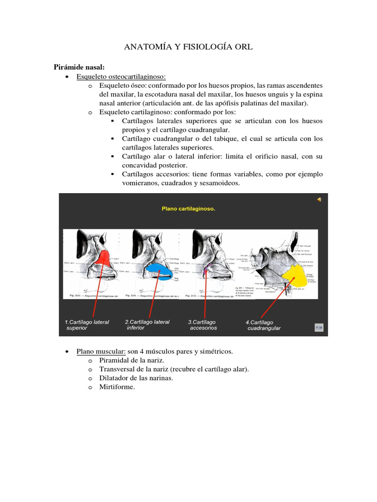Anatomía y Fisiología Orl | PDF | Laringe | Nariz humana