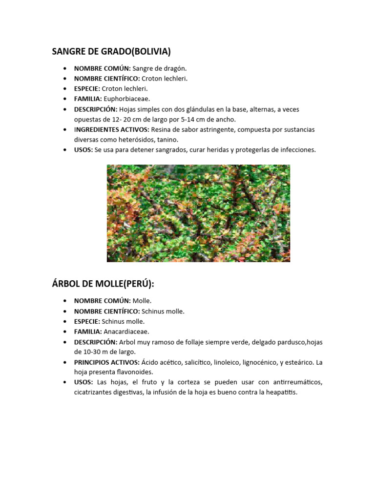 INFORME PLANTAS Medicinales | PDF