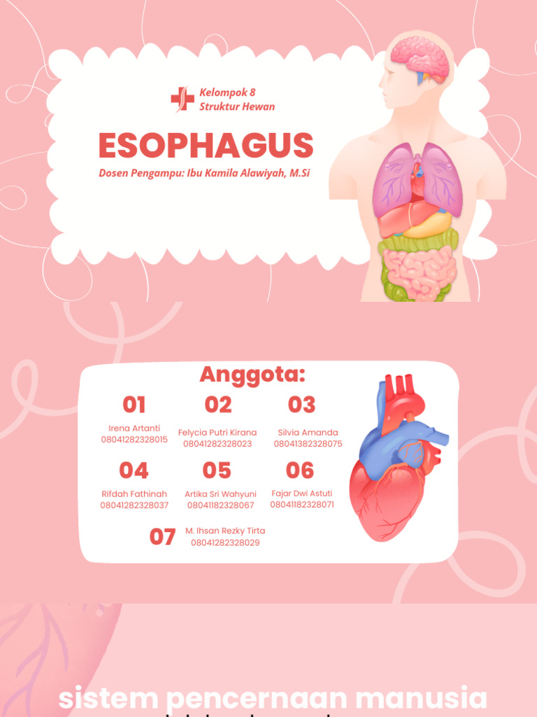 Struktur Hewan, Esophagus | PDF