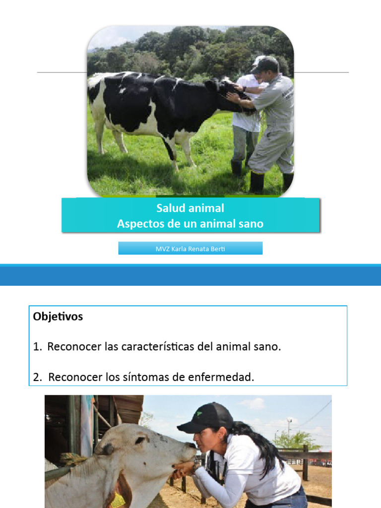 6 Aspecto de Un Animal Sano | PDF | Vacas | Oveja