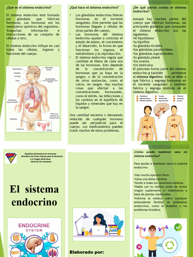 Triptico C | PDF | Sistema endocrino | Hormona