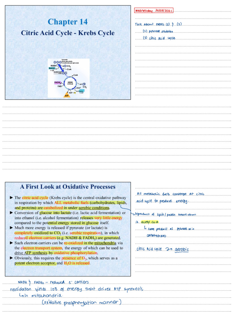 Chapter 14 Citric Acid Cycle Krebs Cycle Pdf