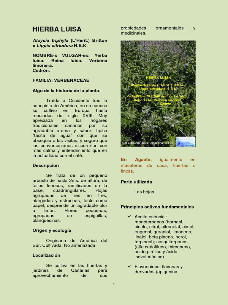 Hierba Luisa | PDF | Hierbas Medicinales Y Hongos