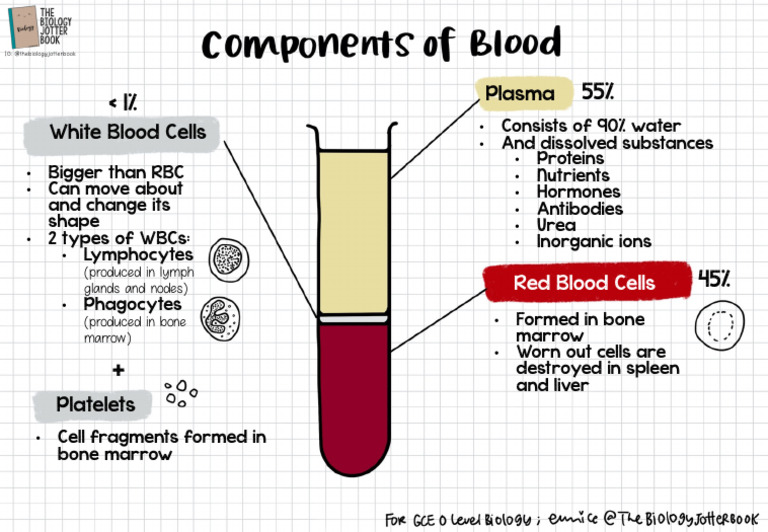 Components of Blood | PDF