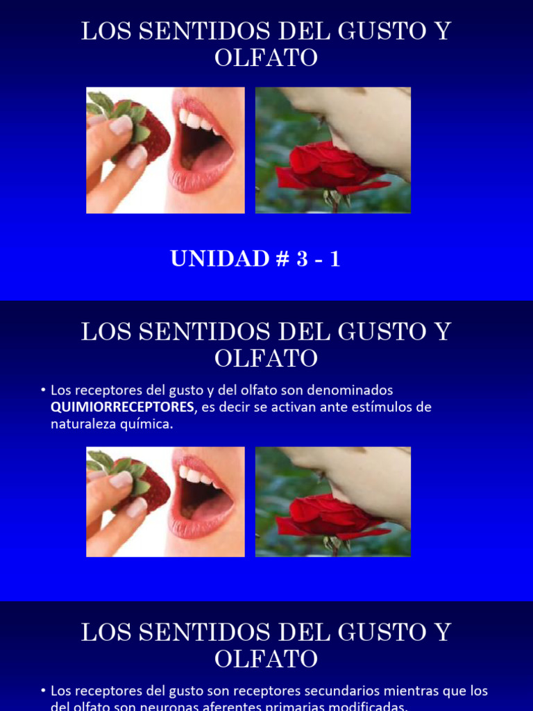Tema 3 - 1 Los Sentidos Del Gusto y Olfato | PDF | Gusto | Anatomía humana