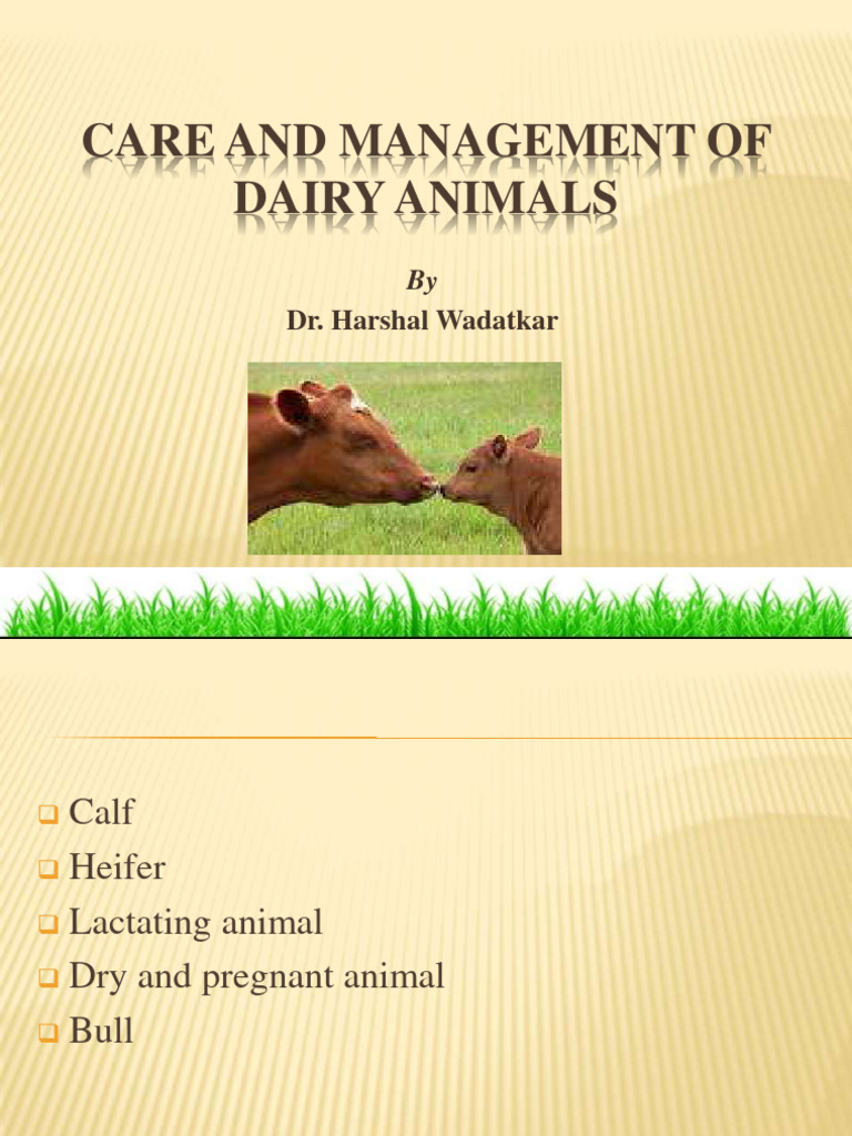 Dairy Animal Care and Management Guide | PDF | Cattle | Milk