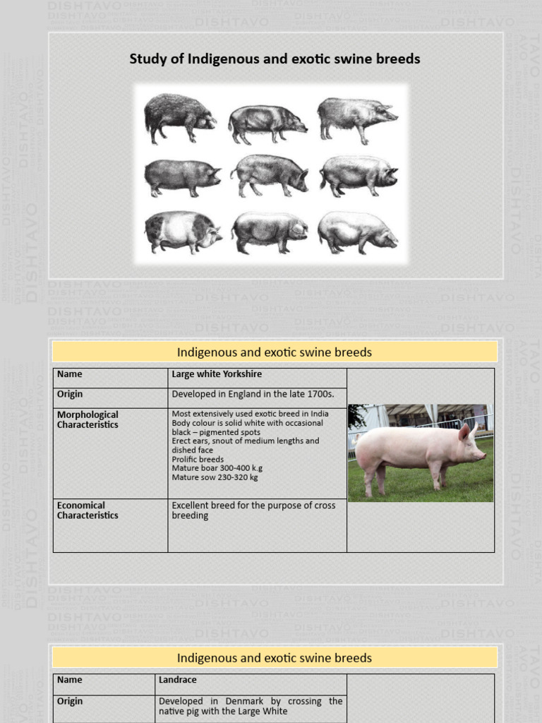 Study of Indigenous and Exotic Swine Breeds | PDF | Pig | Domesticated ...