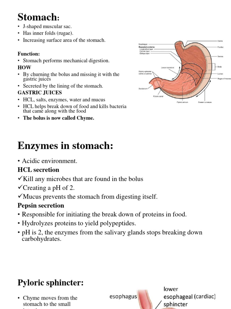 Alimentary System | PDF | Stomach | Digestion