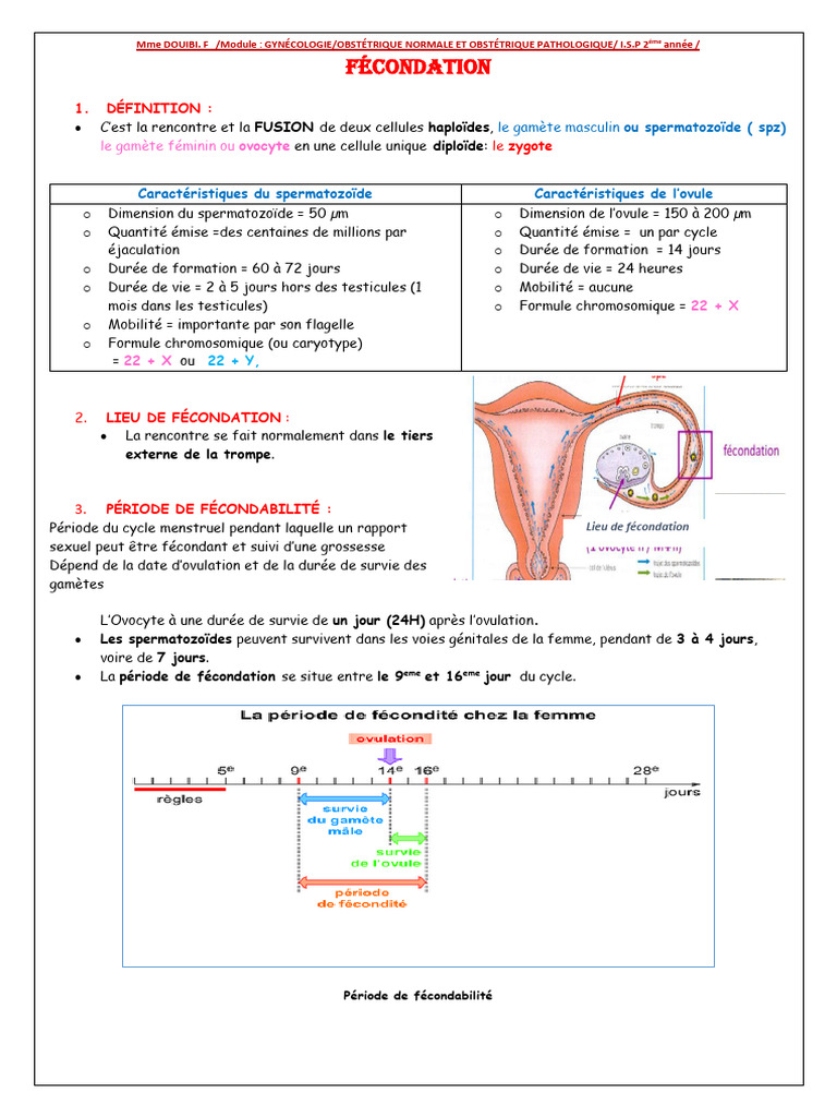 Fécondation et Nidation : Étapes Clés | PDF | Placenta | Fécondation