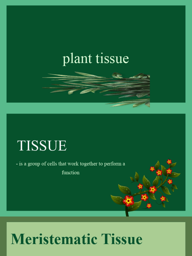 Overview of Plant Tissue Types | PDF