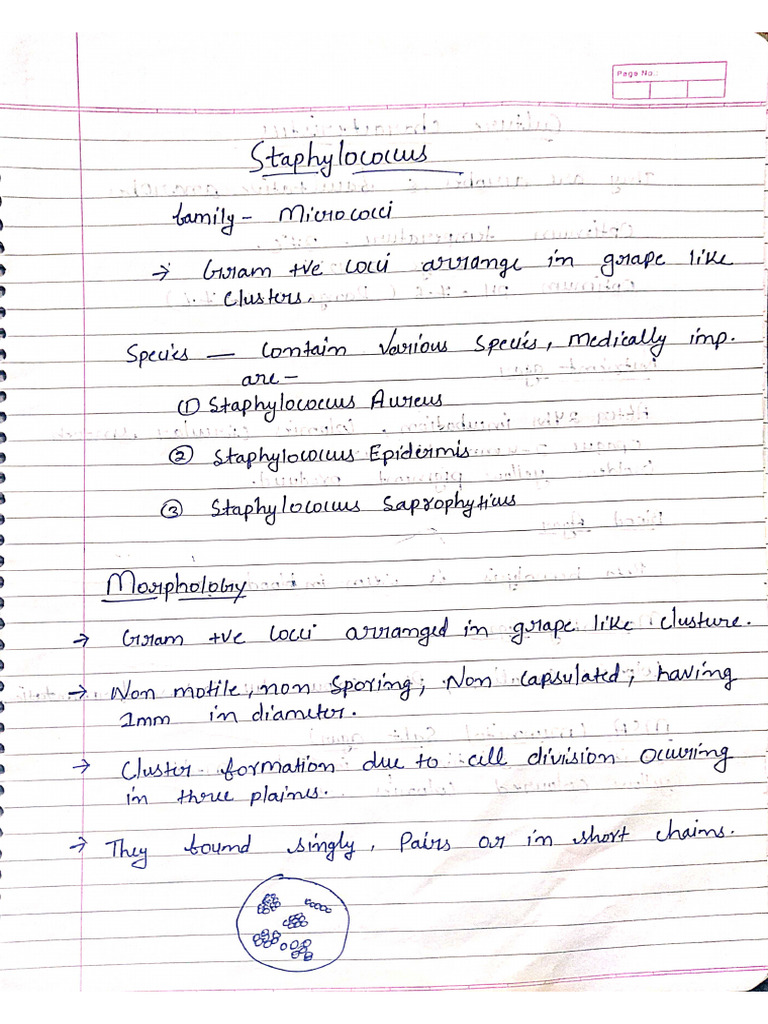 Bacteriology Notes | PDF