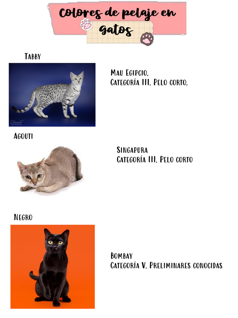 Colores y razas de gatos | PDF