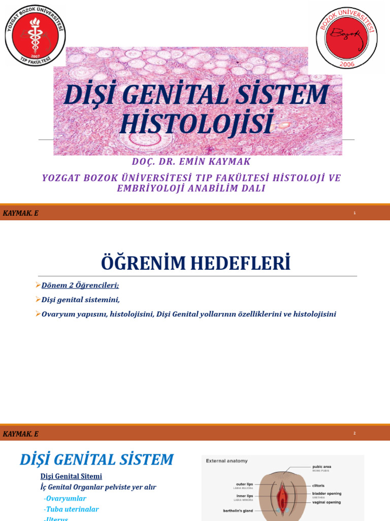 Di̇şi̇ Geni̇tal Si̇stem Hi̇stoloji̇si̇ - 240325 - 102415 | PDF