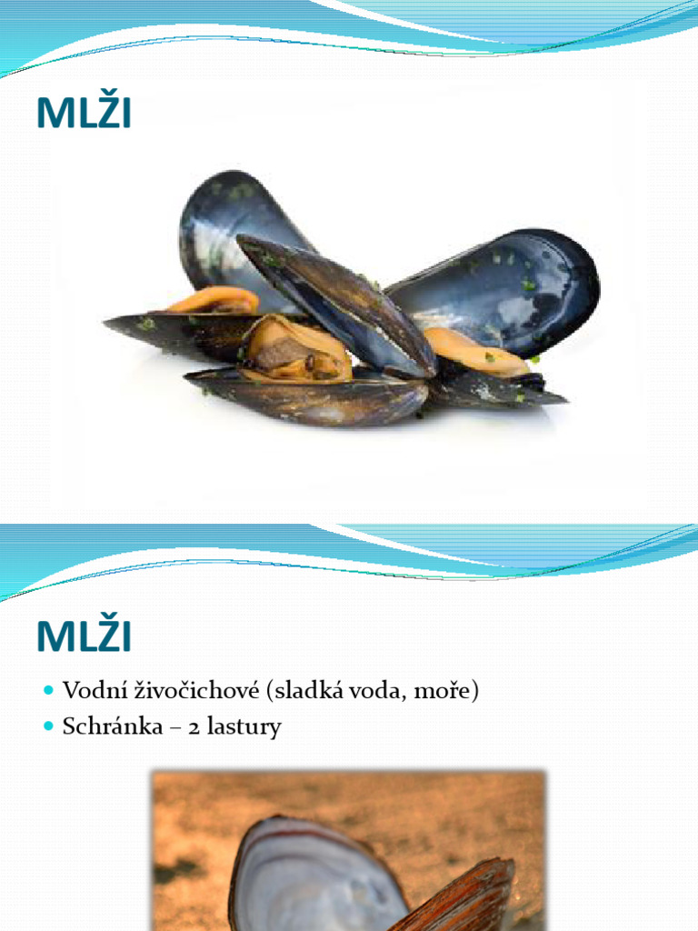 564 Mekkysi Mlzi Hlavonozci | PDF