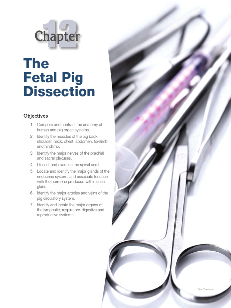 Fetal Pig Dissection Guide | PDF | Foot | Aorta