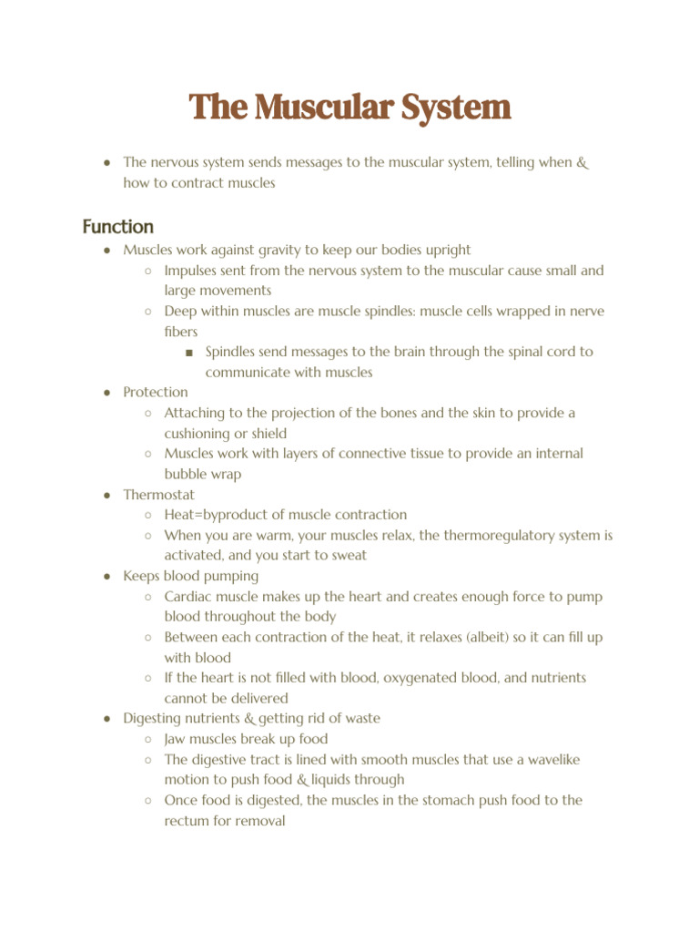 The Muscular System Notes | PDF | Muscle | Muscle Contraction