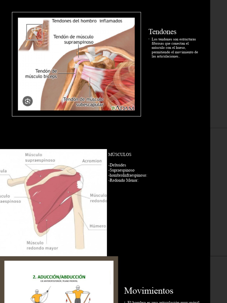 Tendones y ligamentos del hombro | PDF