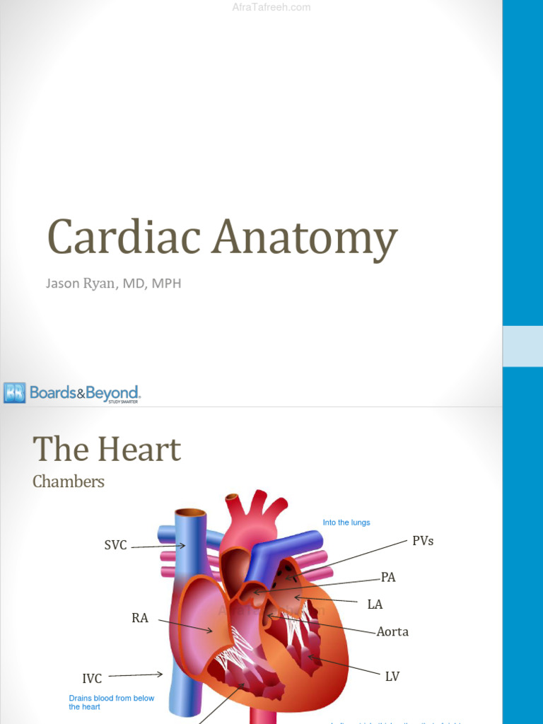 1 - Cardiac Anatomy | PDF | Coronary Circulation | Heart