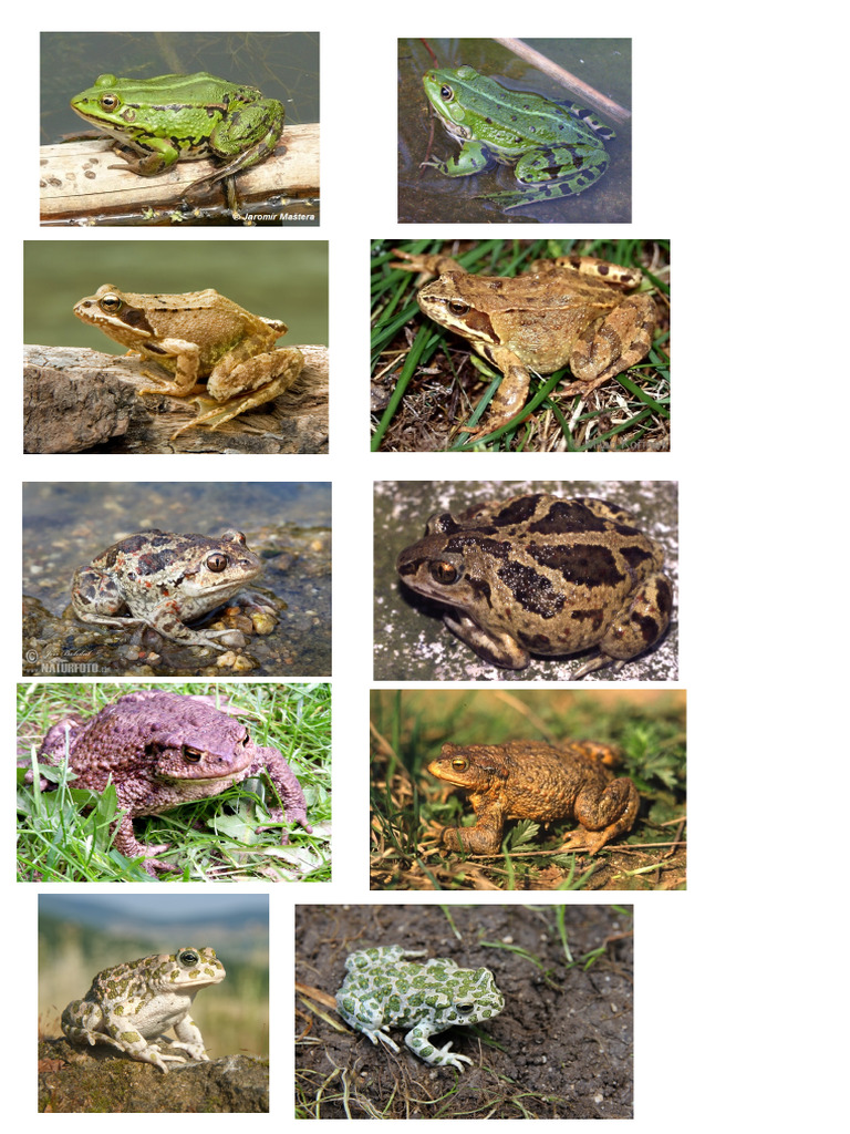 Obojzivelnici Plazi | PDF