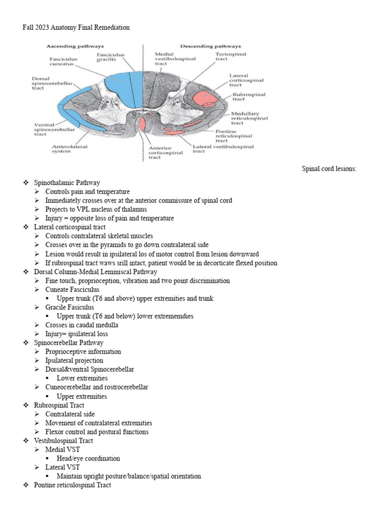Anatomy Remediation | PDF | Spinal Cord | Adrenal Gland