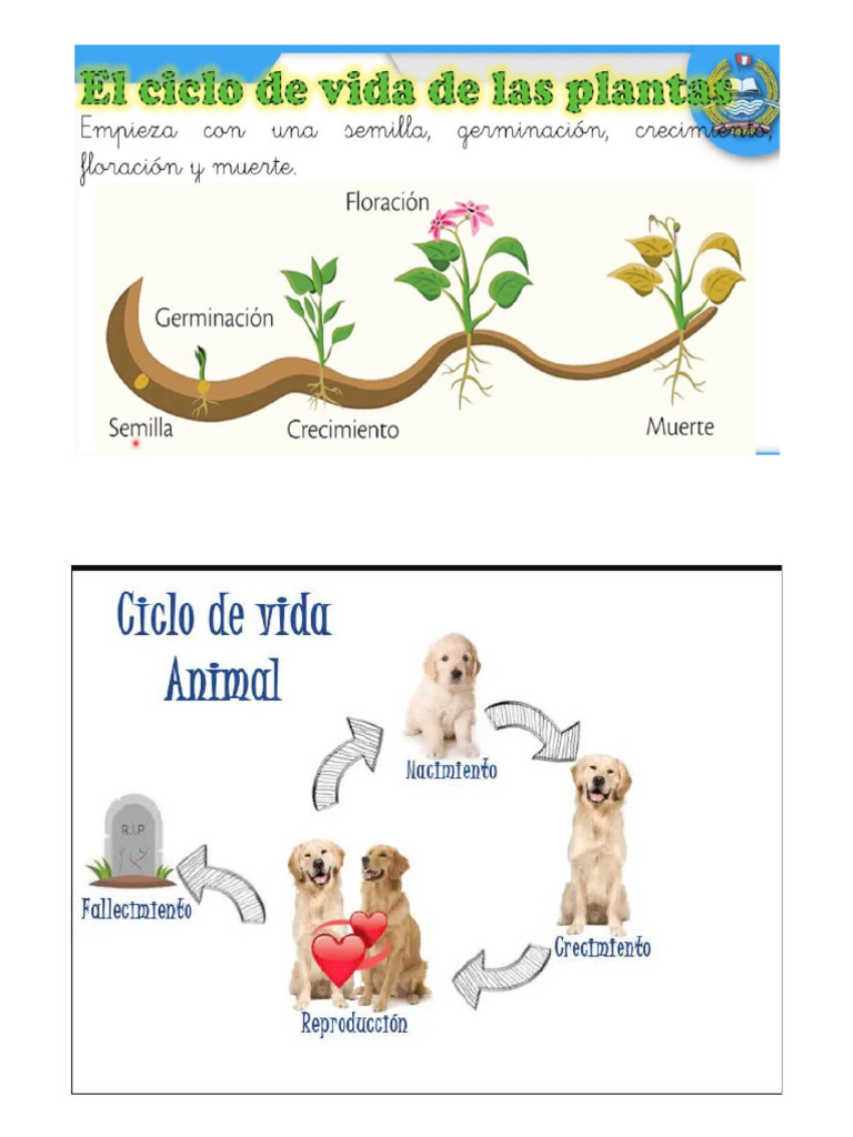Ciclo de Vida | PDF