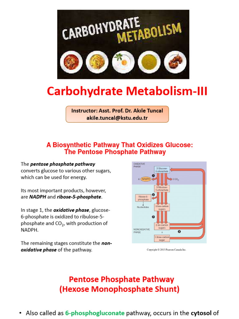 LECTURE 4- Carbohydrate Metabolism- | PDF | Diet & Nutrition | Chemistry