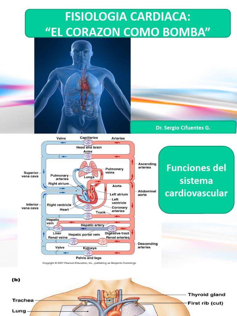 Fisiología Cardiaca El Corazón Como Bomba | PDF | Ventrículo (corazón ...