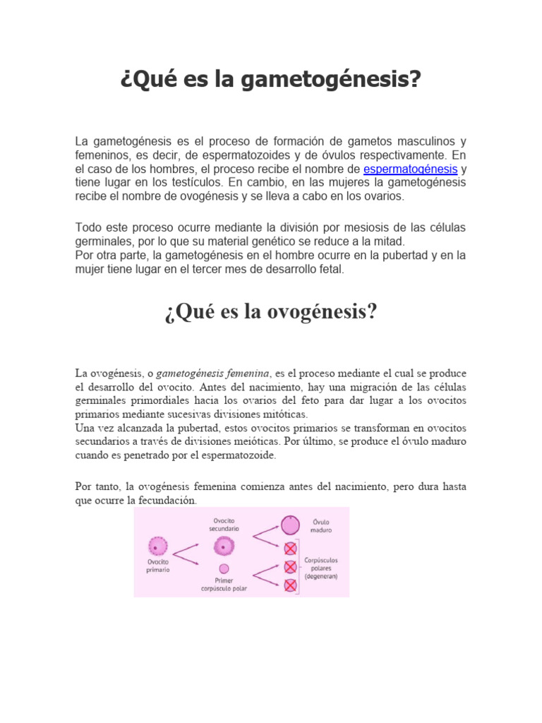 Proceso de Gametogénesis Humana | PDF | Procesos biologicos | Reproducción