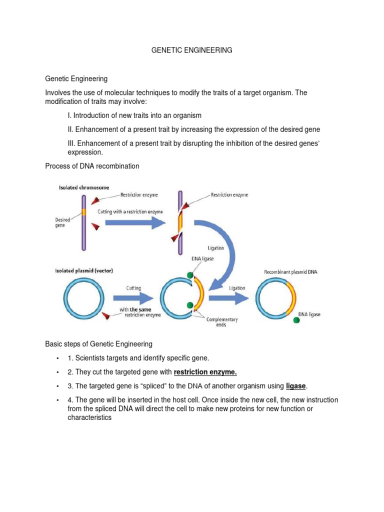 Genetic Engineering | PDF | Genetic Engineering | Genetically Modified Organism