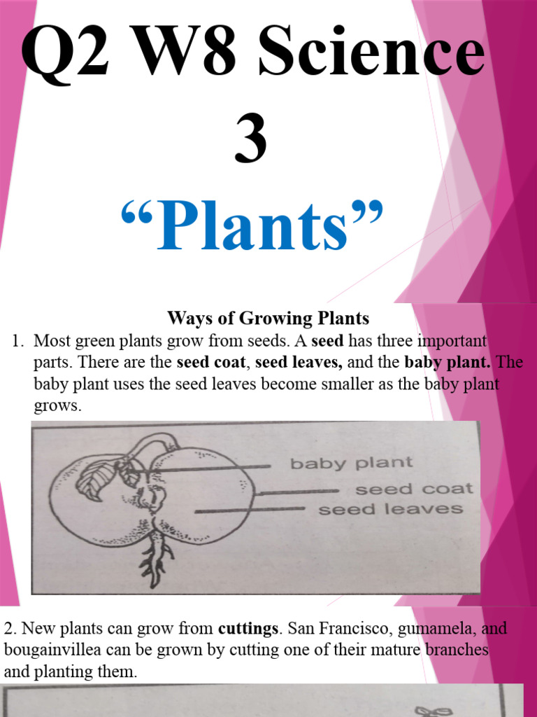 Q2 W8 Science 3 | PDF | Leaf | Plants