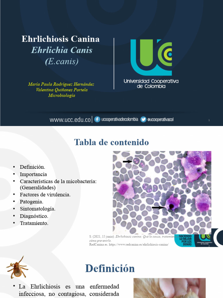 Ehrlichiosis Canina | PDF | Sistema inmune | Las bacterias