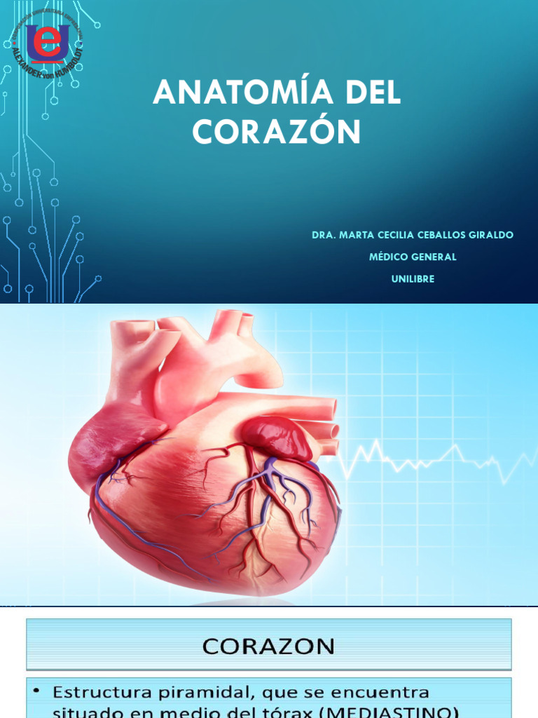 Anatomia Del Corazón. | PDF