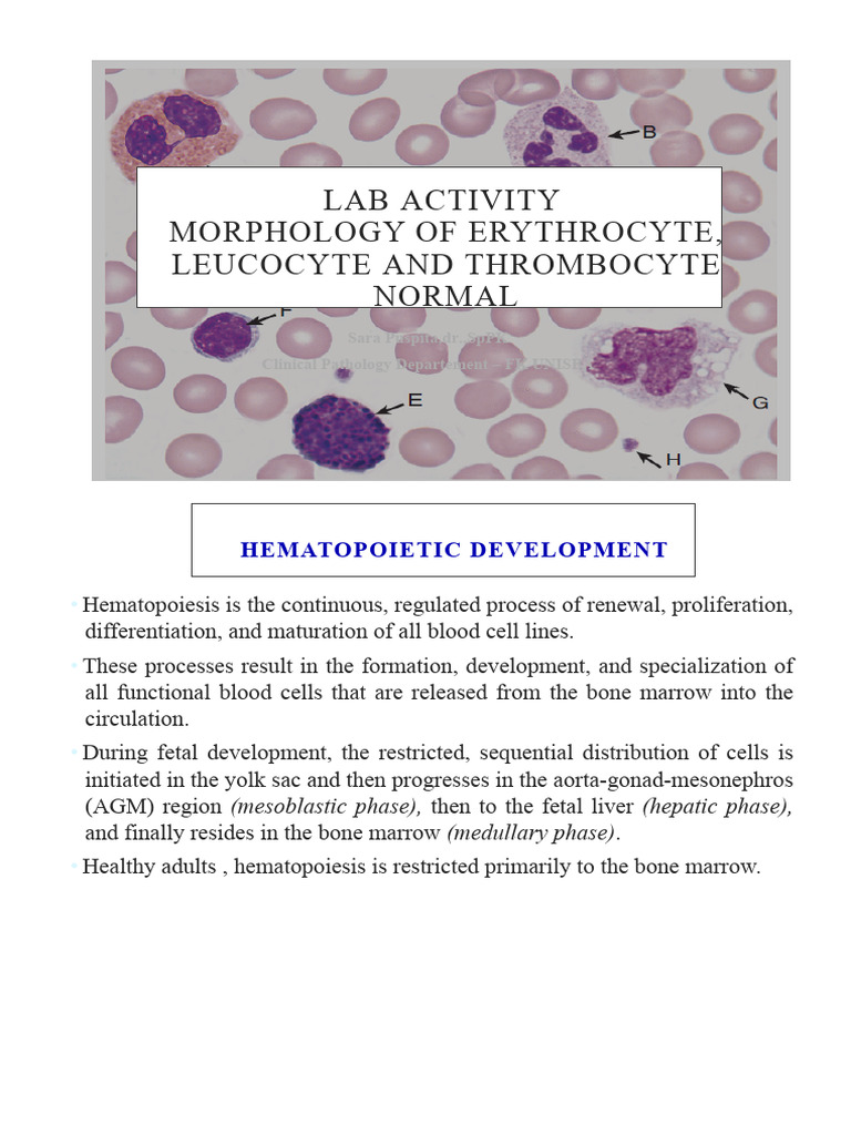 Blood Cell Morphology Lab Activity | PDF | Red Blood Cell | Anatomy