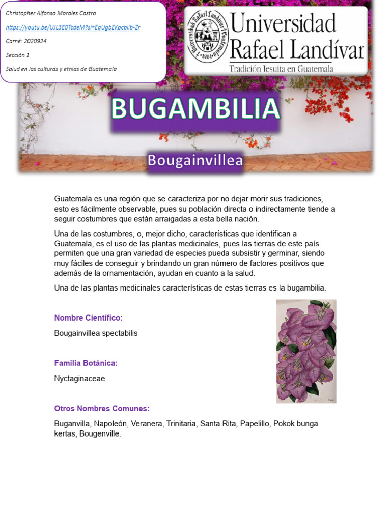 Usos y propiedades de la bugambilia | PDF | Botánica | Plantas