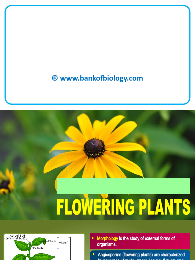 5 Morphology of Flowering Plants | PDF | Root | Branches Of Botany