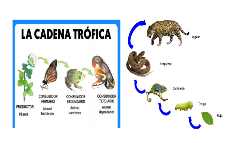 Cadena Trofica | PDF