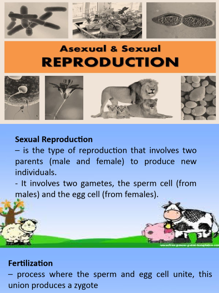 Sexual Reproduction | PDF | Flowers | Fertilisation