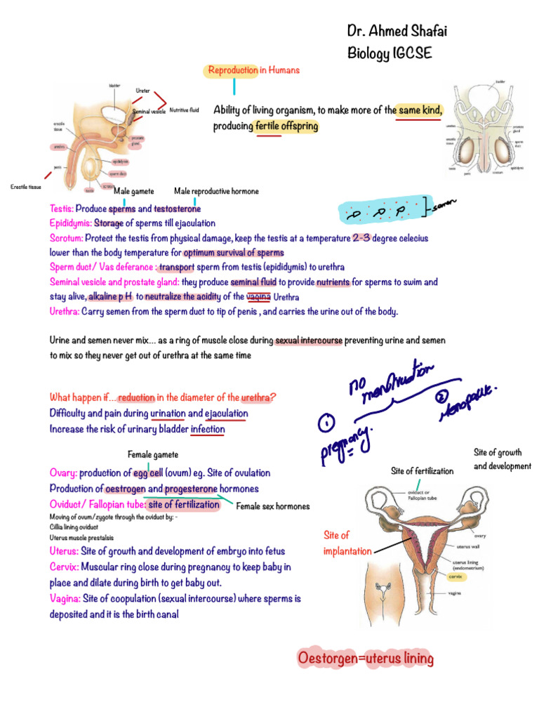 Reproduction in Humans Final Revision | PDF | Menstrual Cycle | Fertilisation